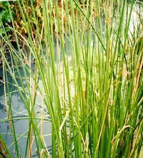 Flora Islas del Parana: Juncales