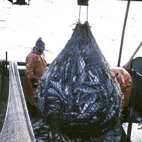 Blog da Tia Alê: A GRANDE PESCARIA (pesca maravilhosa)