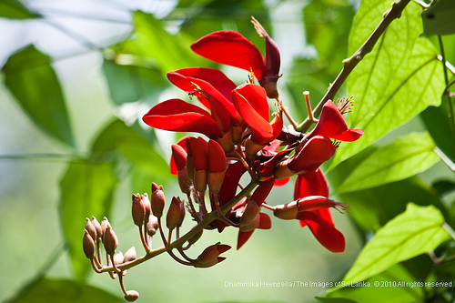 Flower of Avurudu - "ERABADU"