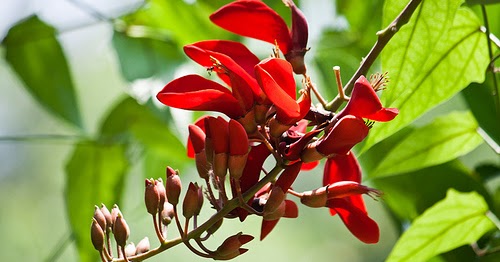 Flower of Avurudu - "ERABADU"