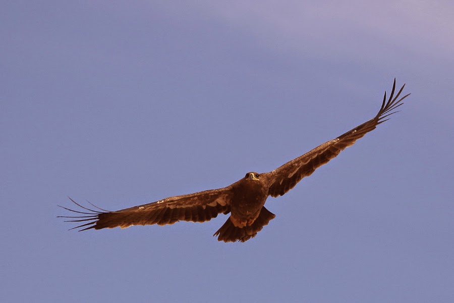 Birds of Saudi Arabia: Steppe Eagles near Tabuk – Bird records by Viv ...