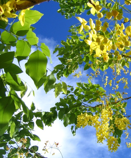 Living With Coco And Wawa: Flowering Trees