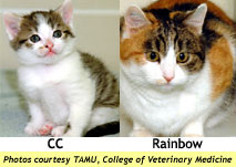 North Horse: Clone Wars