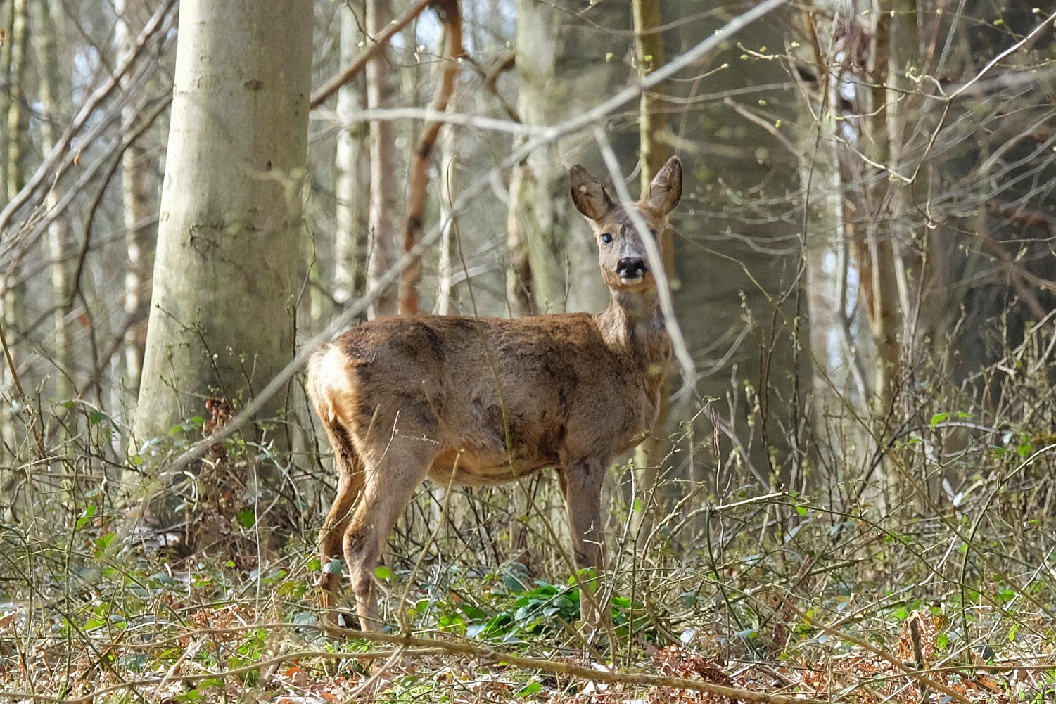 Carnet Nature: Chevreuil