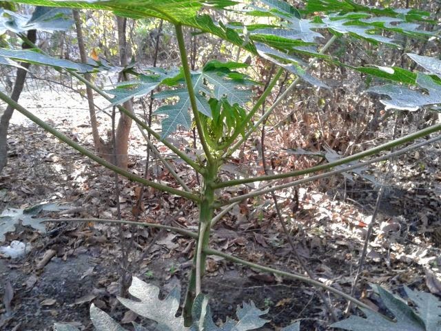 CULTIVODEPLANTASENPERU: PAPAYA MACHO CORTADA EN HUERTO