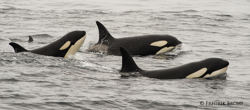 Northern Lights Photography: Killer Whale family