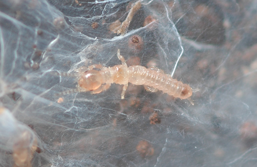 Real Monstrosities: Webspinner