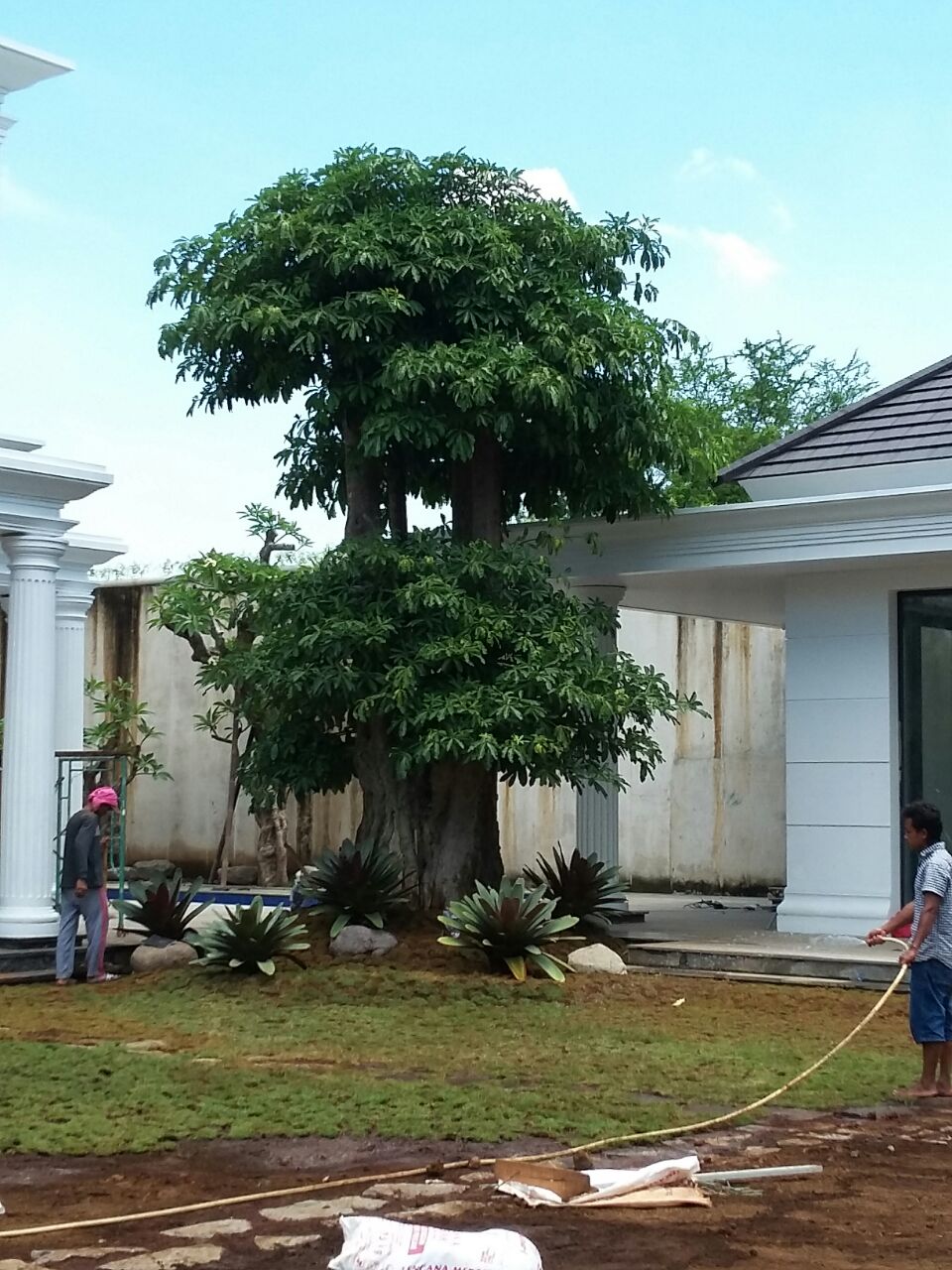 Jual Pohon Pulai|Pule ~ Tukang Taman Murah Berkualitas Tlp:081380548055