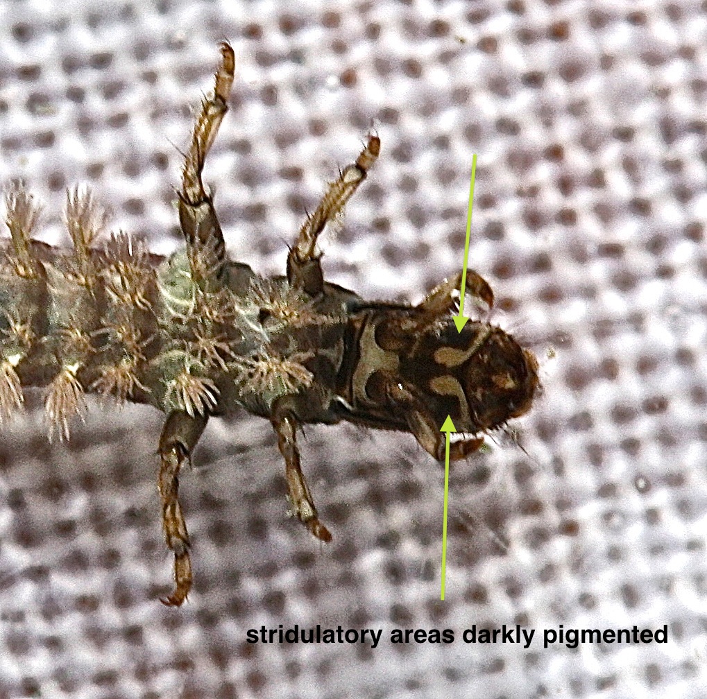 Aquatic Insects of Central Virginia: Ceratopsyche bronta and ...