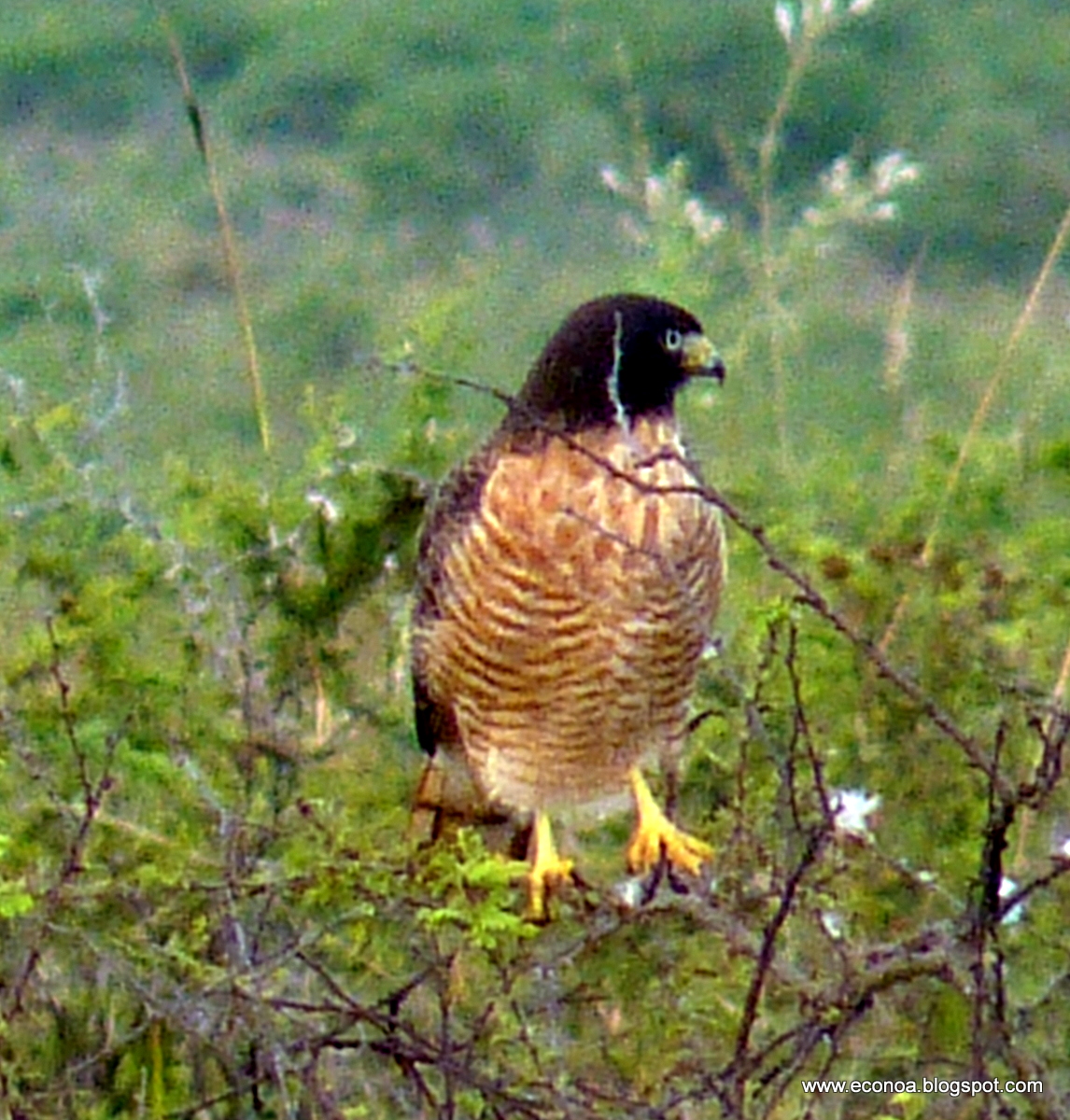 Aves del NOA y algo mas..: GAVILÁN COMÚN