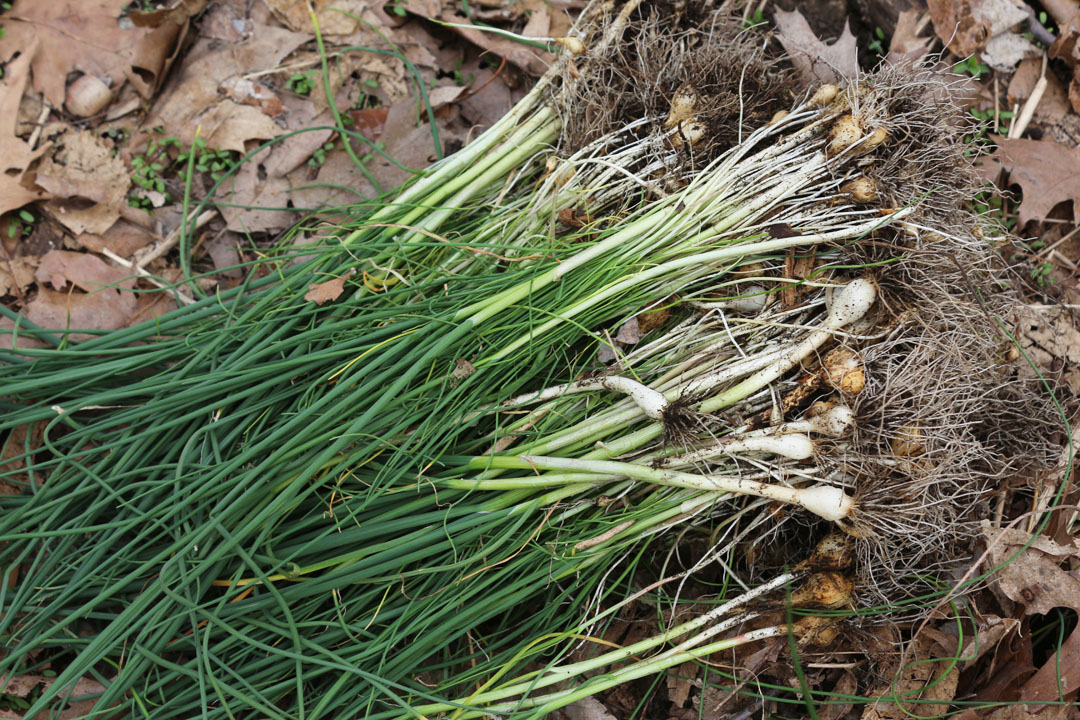 66 Square Feet (Plus): Inwood Field Garlic Walk