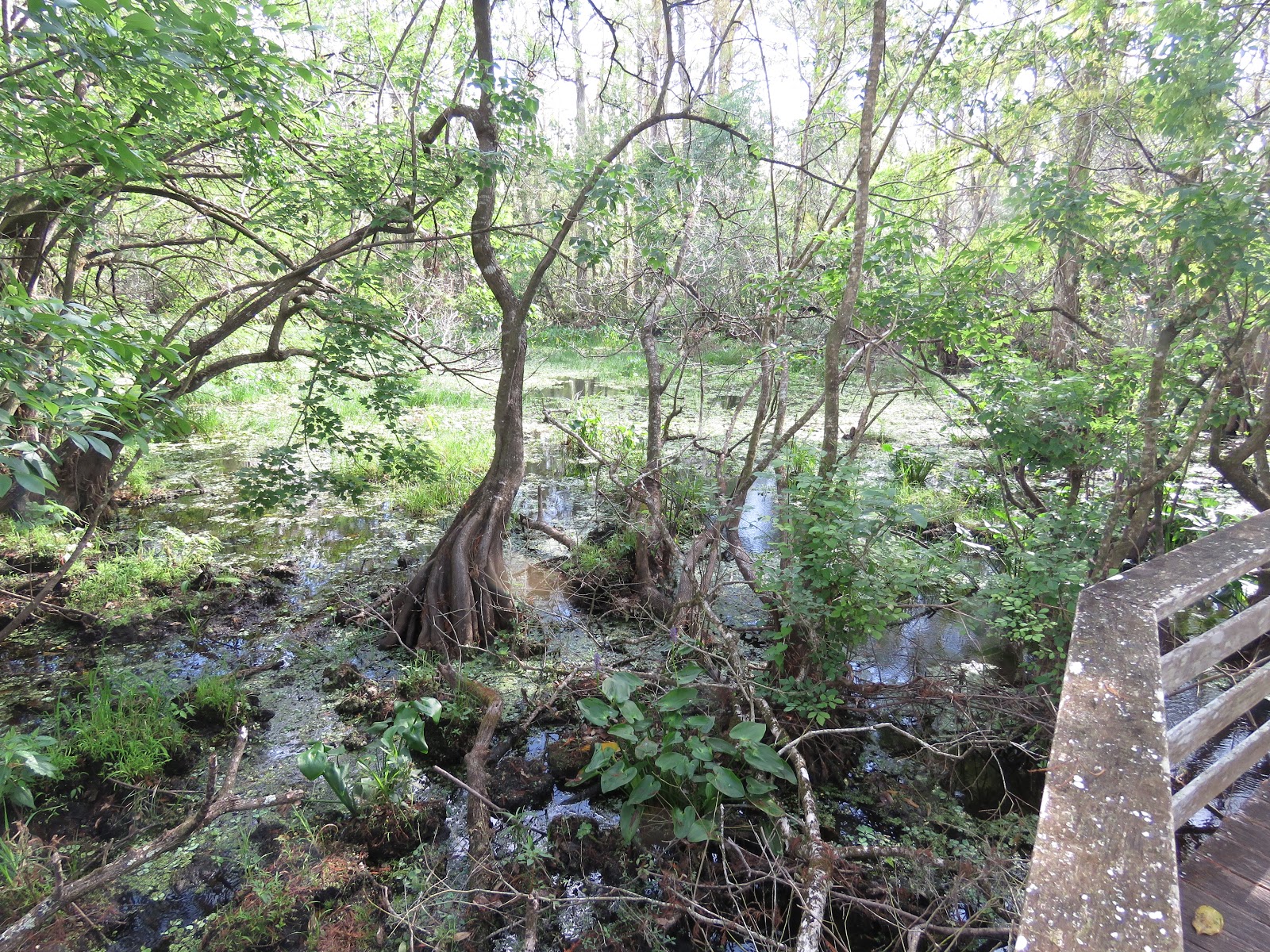 Bird & Travel Photos, Birding Sites, Bird Information: VIEWS AT ...