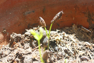 COCA SEEDS : Coca seeds for sale (order) from Peru