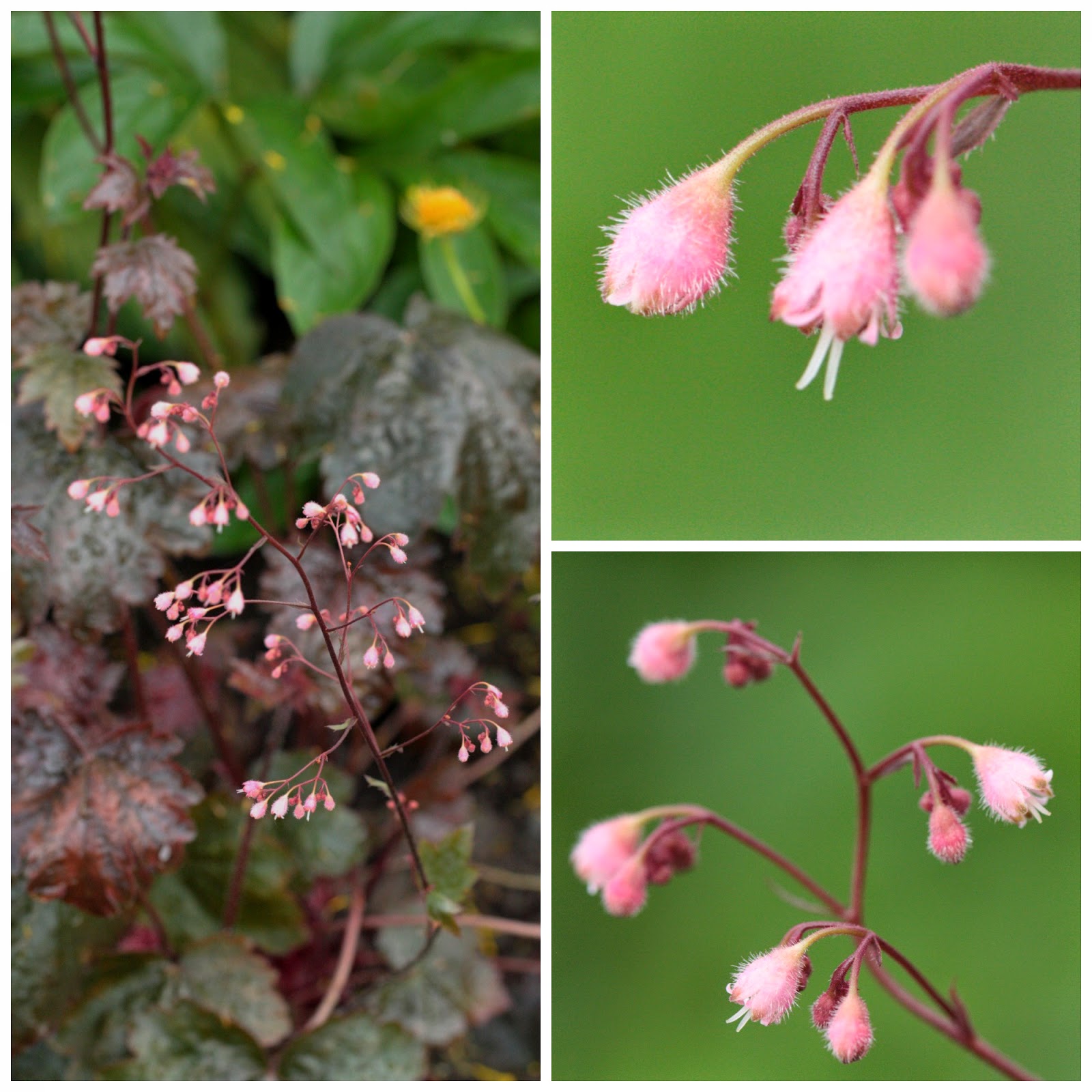 Time To Spare: Heuchera Rachel