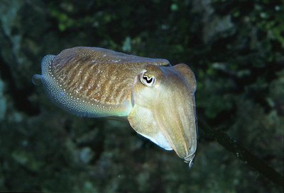 Descrizione: Seppia • Scuolissima.com