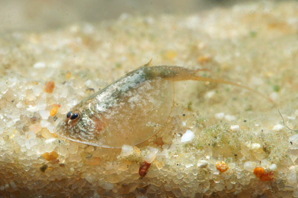 Feenkrebse: Lepidurus cryptus