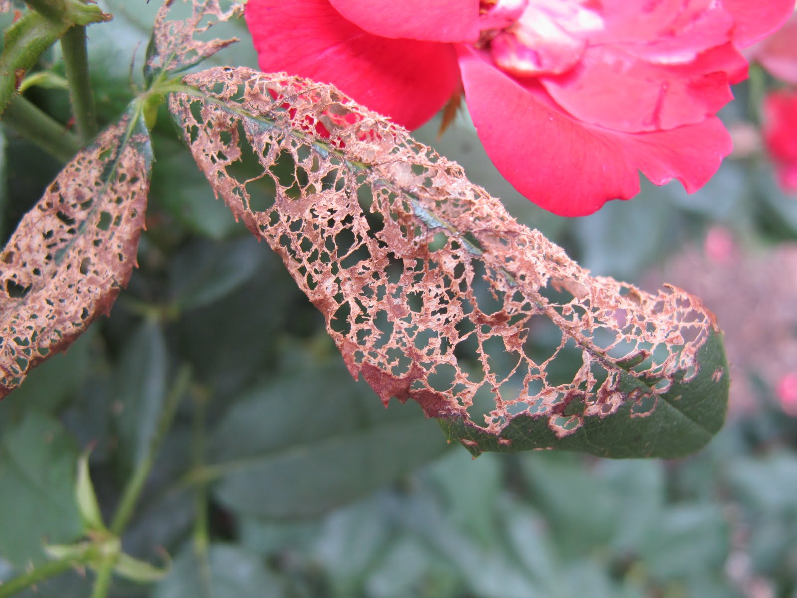NCSU PDIC: Japanese Beetles Out in Full Force This Season