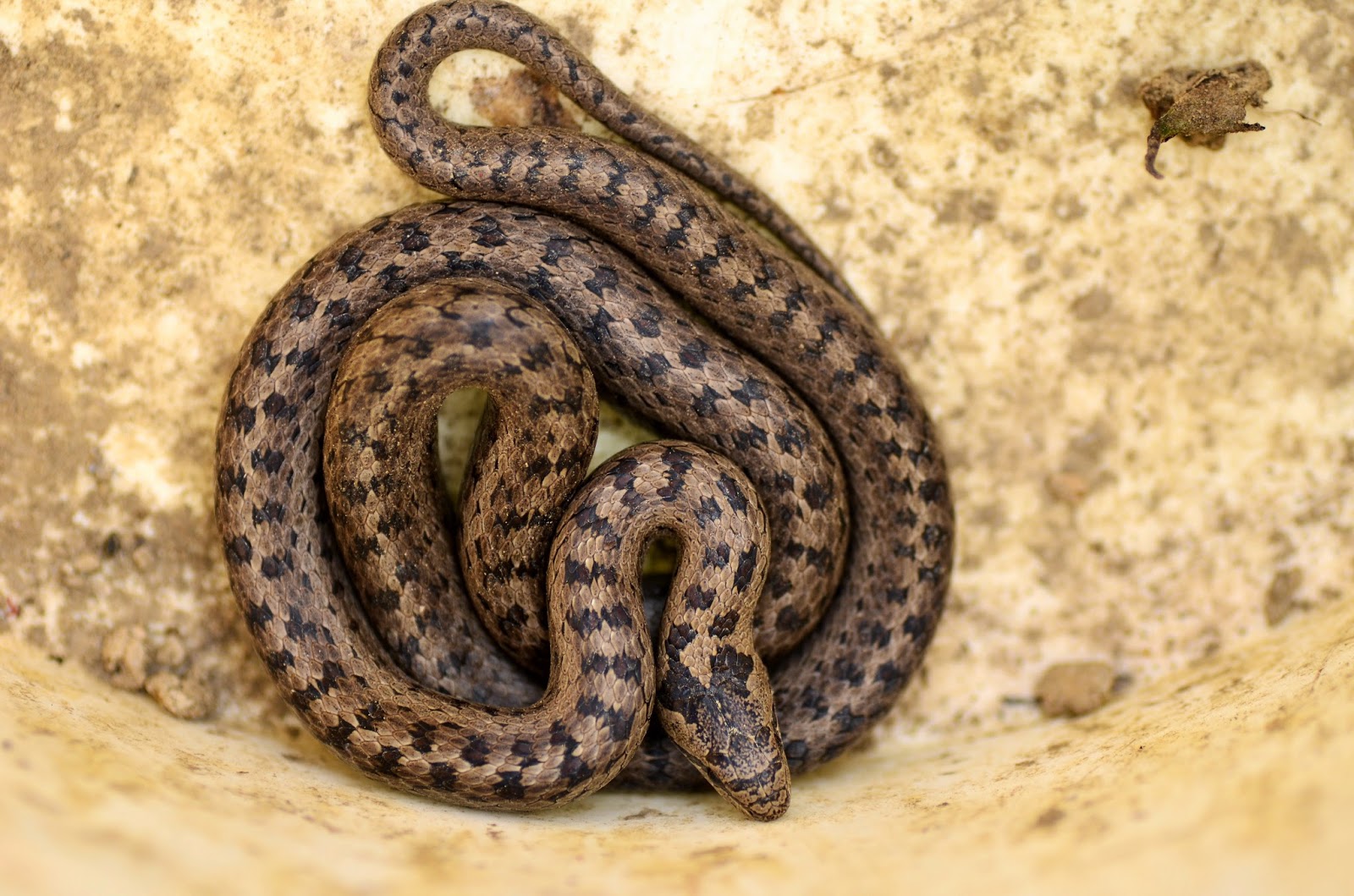 Čarovnije z male kmetije: Smokulja