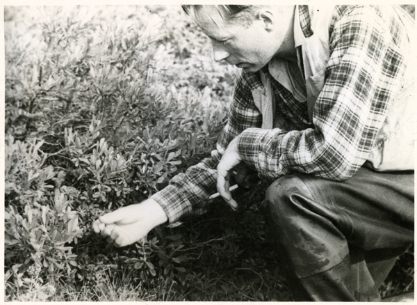 ICH Blog: Tuesday's Folklore Photo: Berry Combs