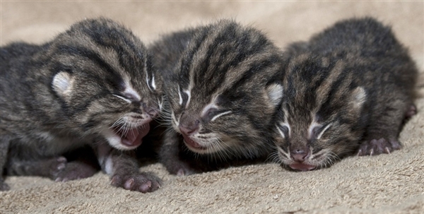 Critter Sitter's Blog: Baby Asian Fishing Cats