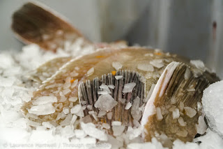 Through the Gaps! - Newlyn Fishing News: It's not that cold on Monday ...