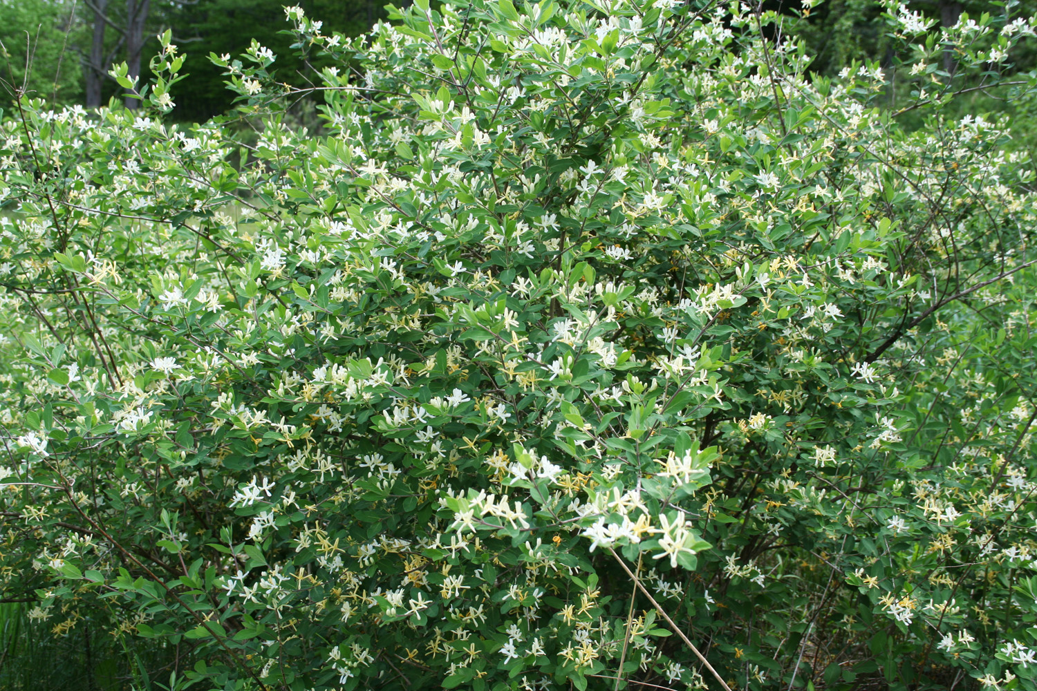 A Holly With Follies: The Battle Against the Terrible Invasive Species