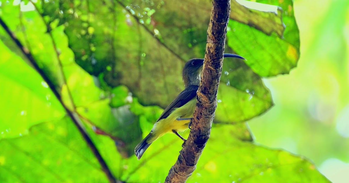 Mike is the name Birding is the game ( Birding in Malaysia - Malaysian ...