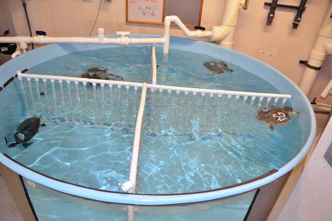 Sea Turtle Hospital: Hypothermic Sea Turtles Receive Private Flight to ...