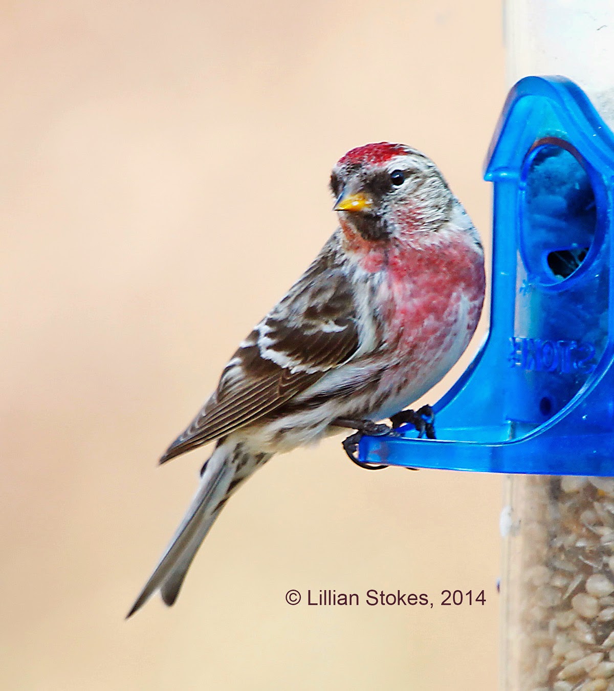 STOKES BIRDING BLOG: Common Redpolls are here!