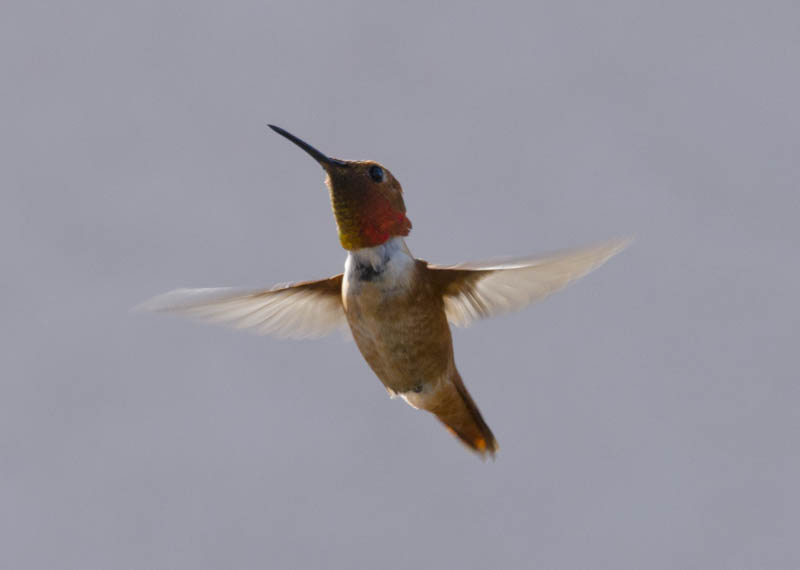 The Wayward Hawaiian: Allen's Hummingbird, Selasphorus sasin