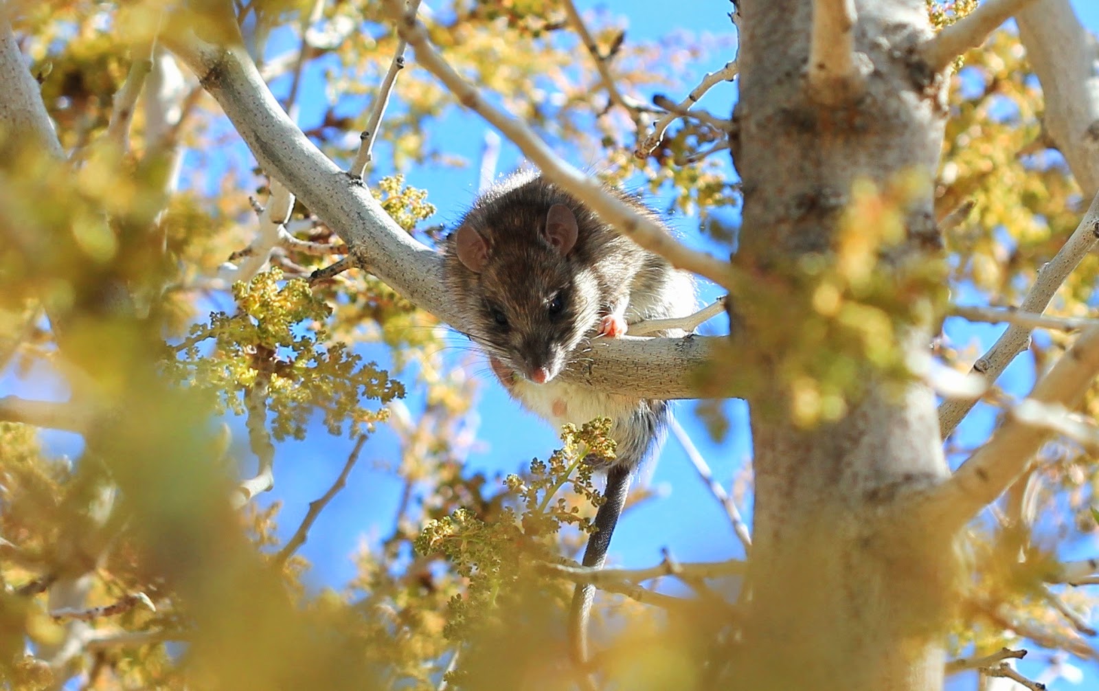 Monkey Style Adventures and Creations : Rat in a Tree!