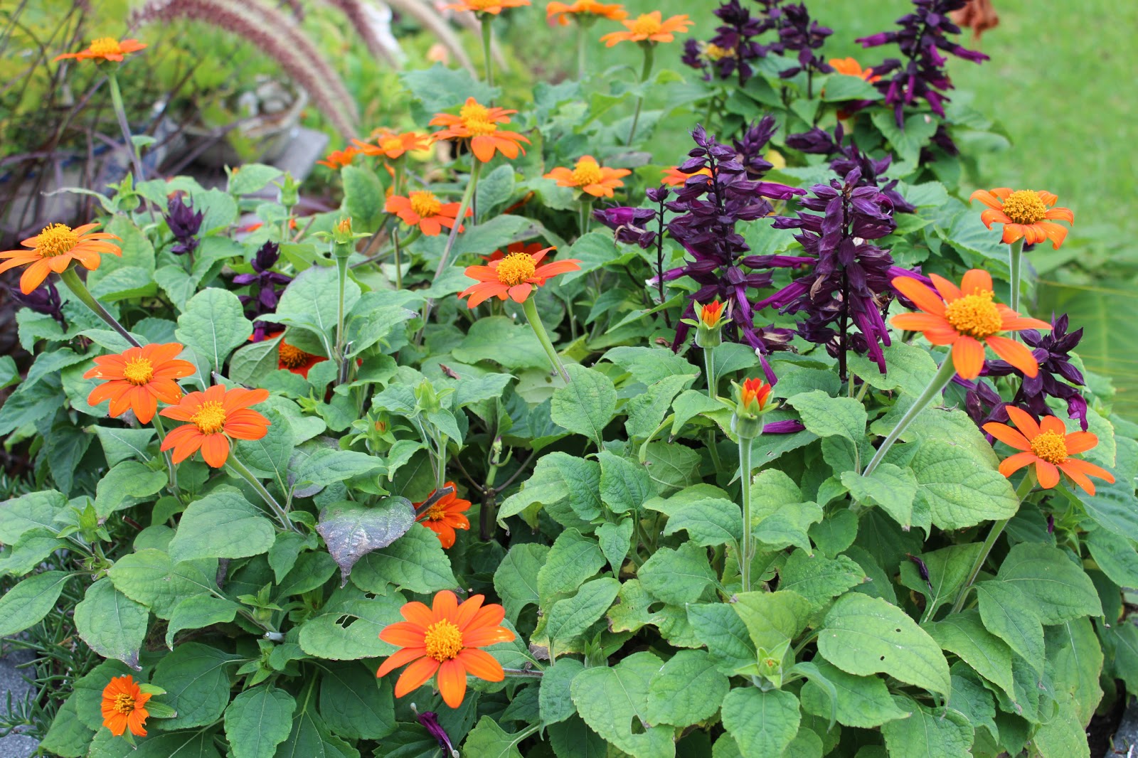 Florez Nursery: Tithonia rotundifolia "Fiesta del Sol"
