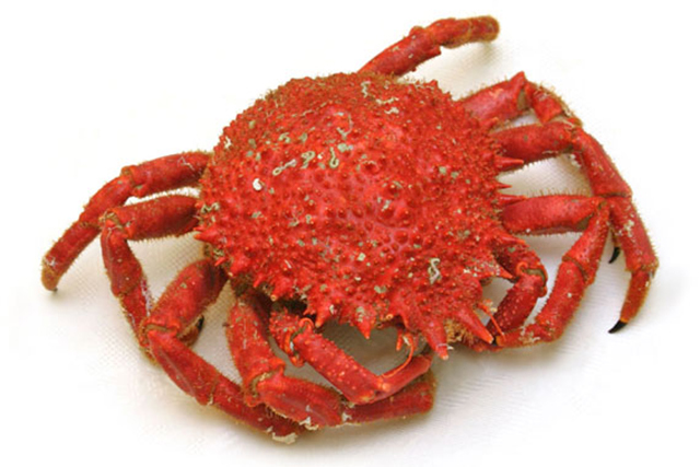 Koken en zo. Echt koken.: Spinkrab