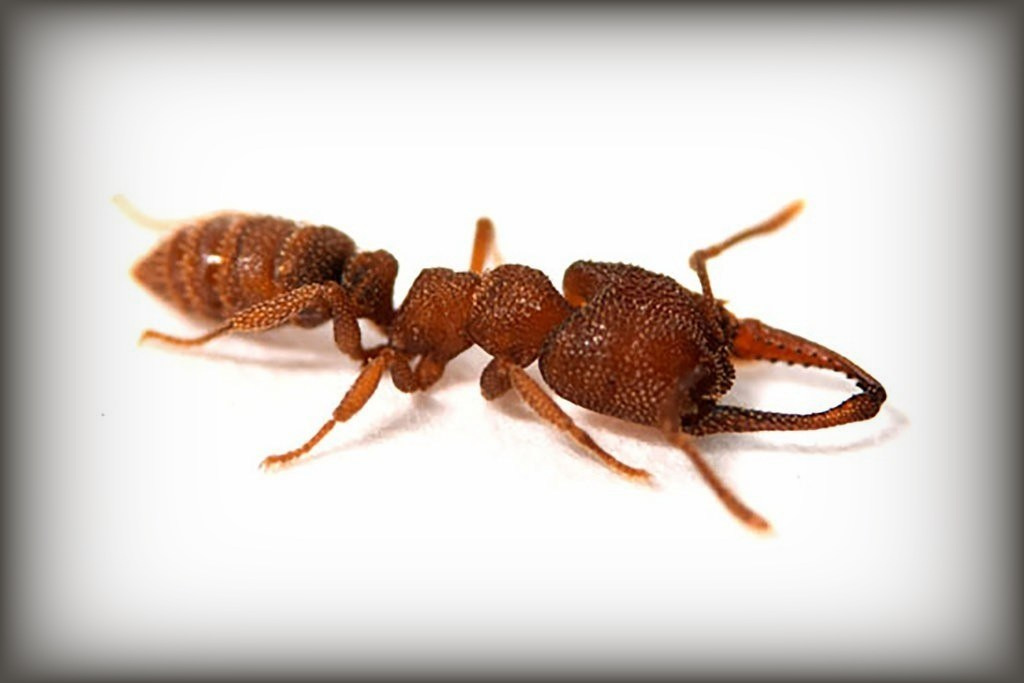 Heresiolandia: A Formiga Soldado (Maravilhas da Criação)