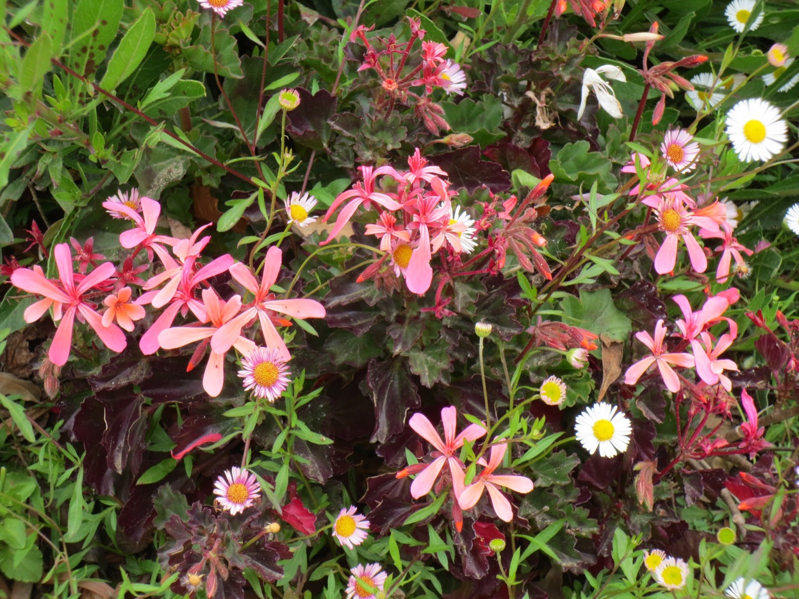 Late to the Garden Party: April Bloom Day