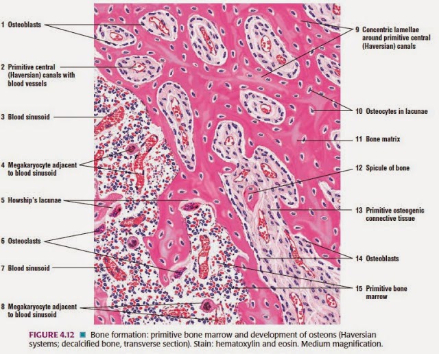 Gambar Histologi Tulang Dan Kartilago Pada Manusia Lengkap - Mata Fariz