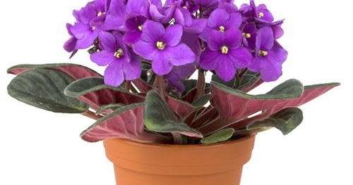 Langkah Budidaya Bunga Violet untuk Pemula - AGUSTINA FLORIST SURABAYA