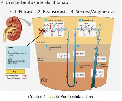 Mekanisme Kerja Ginjal dalam Pembentukan Urin - BELAJAR BIOLOGI
