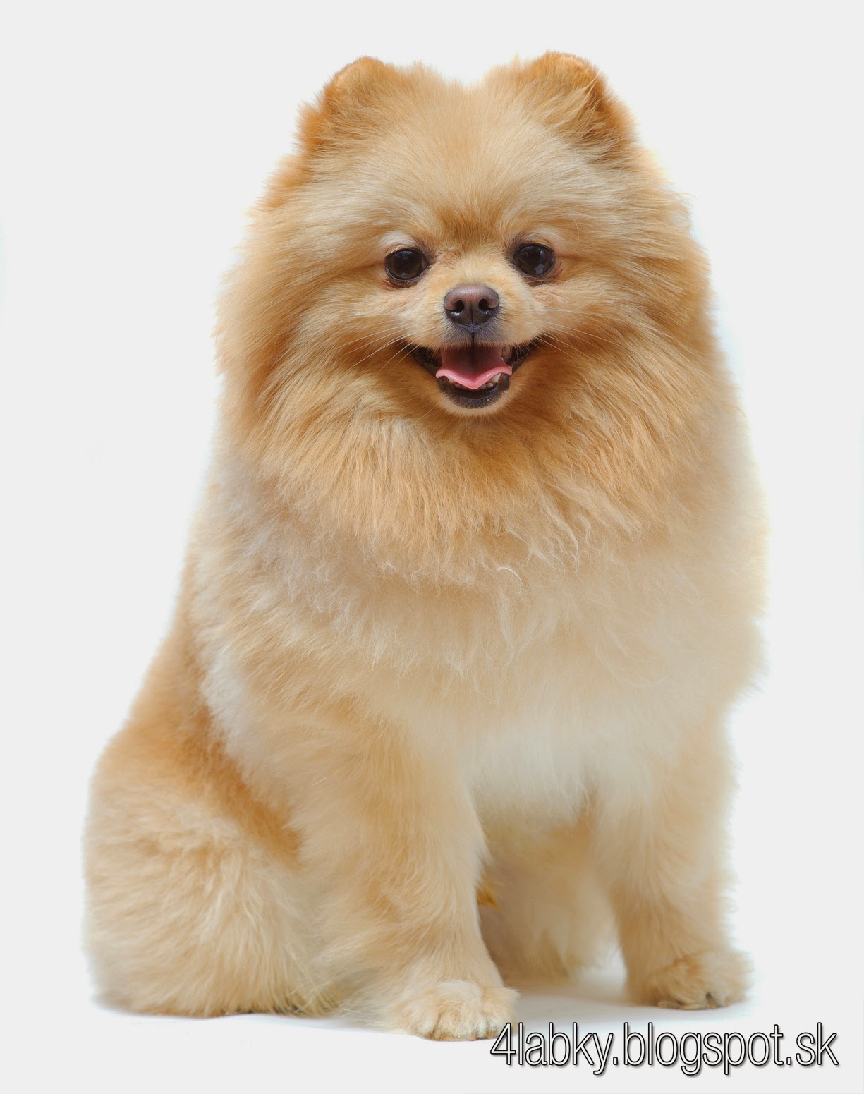 10 najdlhšie žijúcich plemien | 4 LABKY