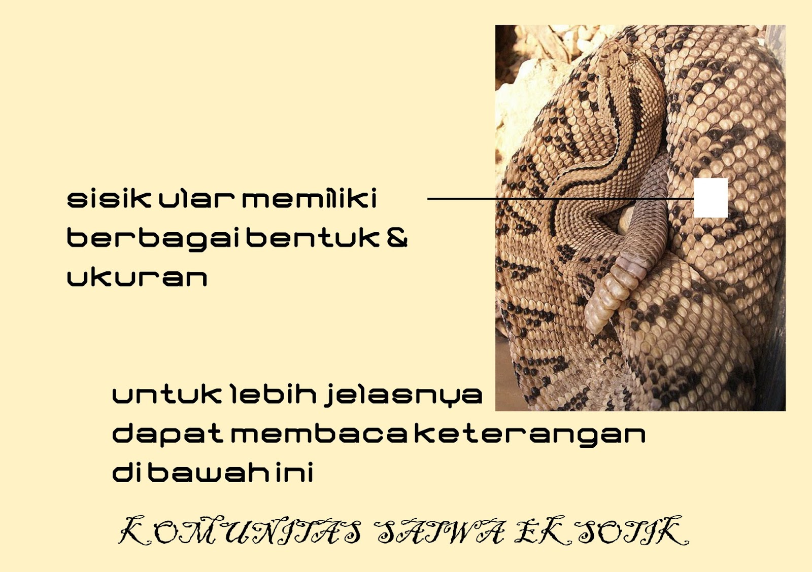 SISIK ULAR ( BAGIAN 3 )—BEBERAPA BENTUK DAN JENIS DARI SISIK ULAR ...