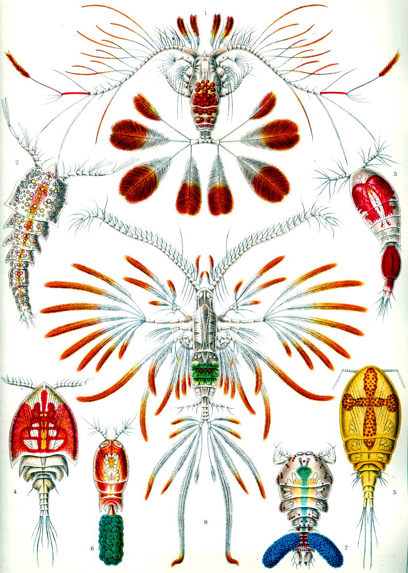 Η φύση ως καλλιτέχνης: Ernst Haeckel, Kunstformen der Natur, 1904