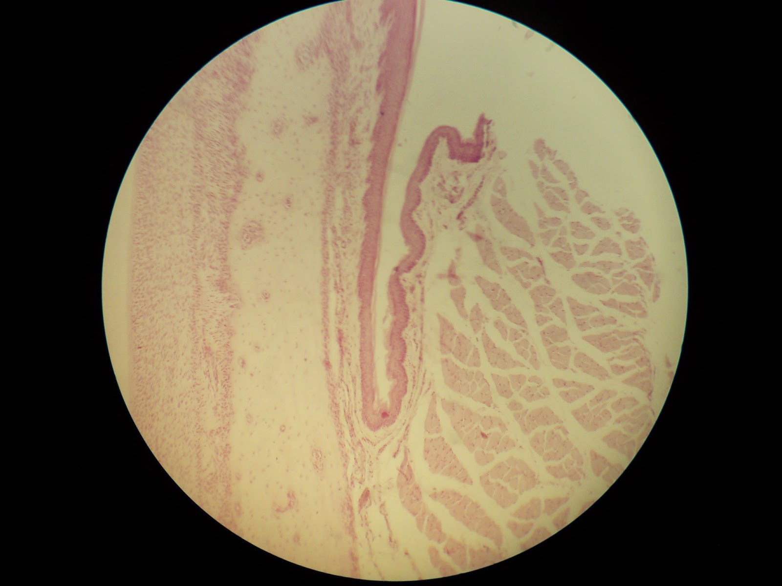 Stud-dent la Facultatea de Medicina Victor Papilian: Histologie - LP