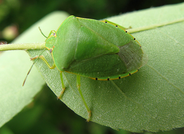 Green Stink Bug - Insects Morphology