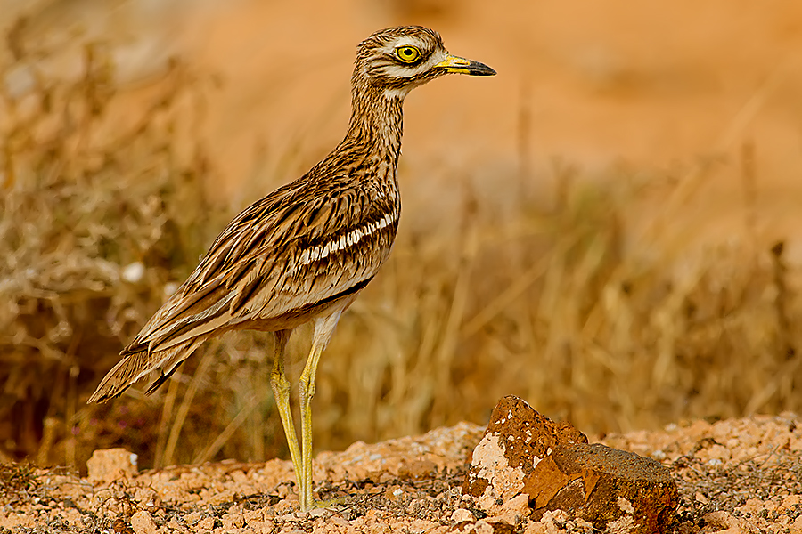 Ornito Addiction: Alcaravanes en Lanzarote. El gran ojo amarillo.