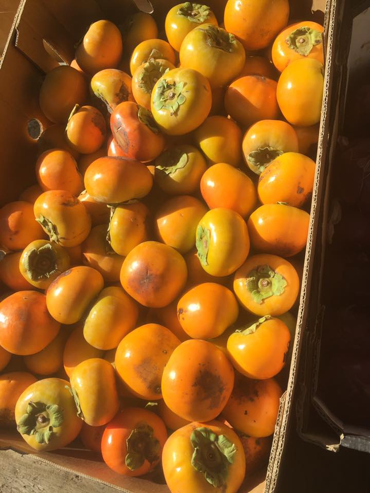 umiyumi2 : our life in perth, WA: Fruit Picking @ Valley Fresh Produce