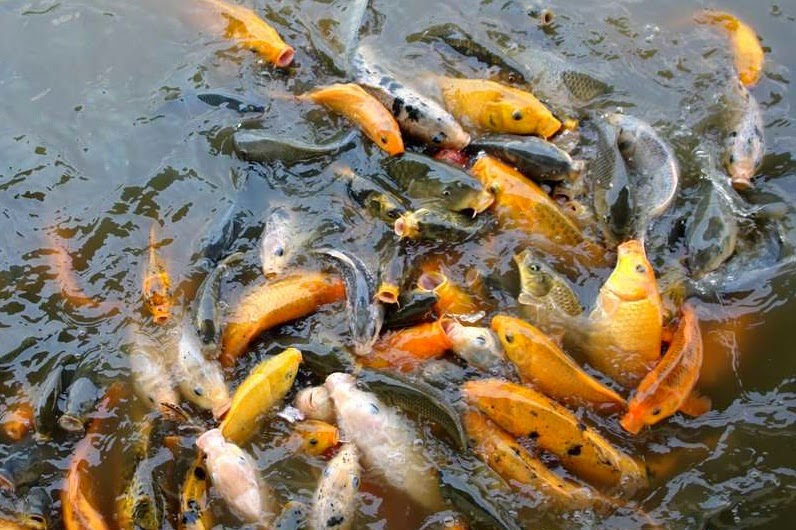 EKOGEO: IKAN MAS : UNTUK DIKONSUMSI DAN IKAN HIAS