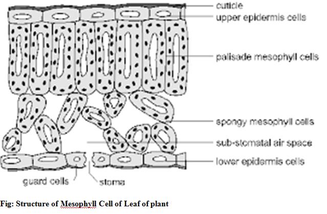 Stomatal Physiology ~ Dhiraj's Blog