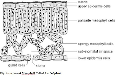 Stomatal Physiology ~ Dhiraj's Blog