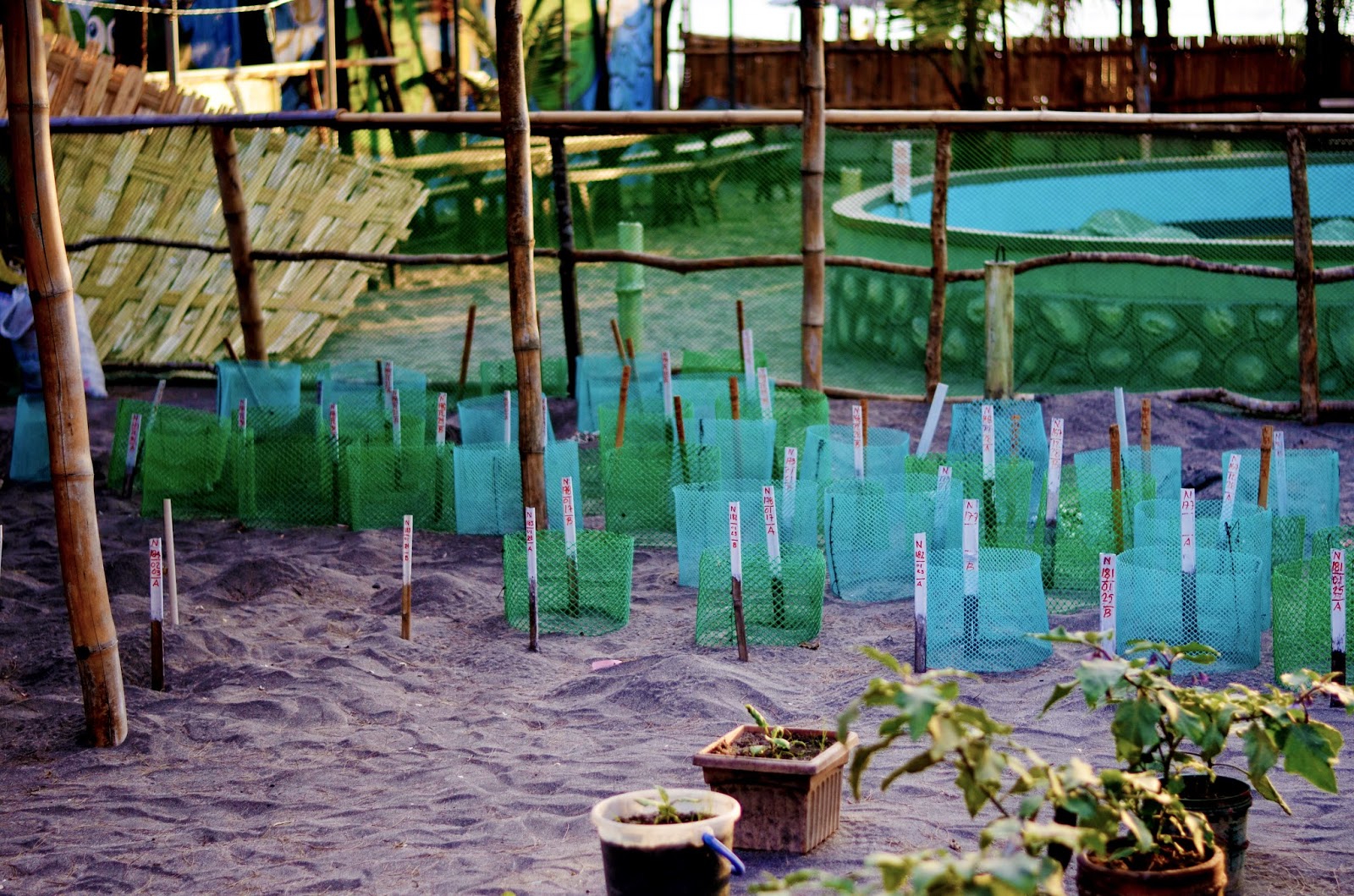 H E L L O ♥ K I M M Y : Pawikan Conservation Center - Morong, Bataan