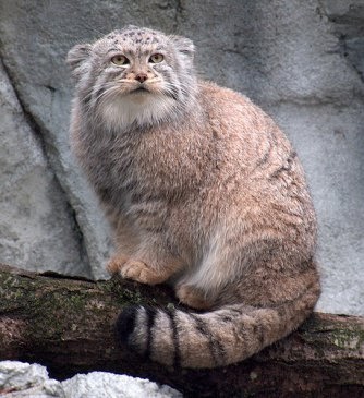 Top 8 Rare Species And Endangered Cats - For Fum And Interesting ...